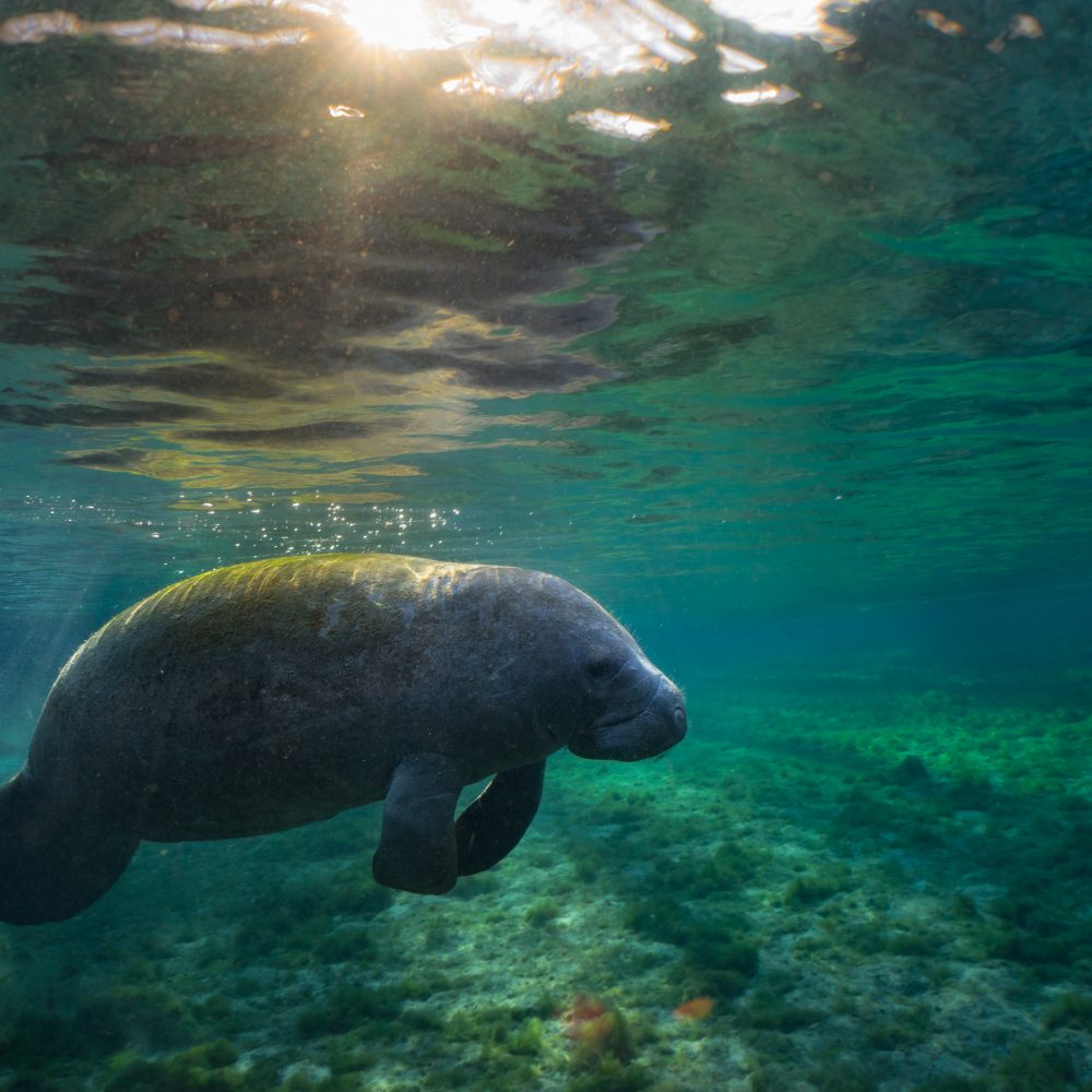 Florida Manatee Archives • Florida Wildlife Federation