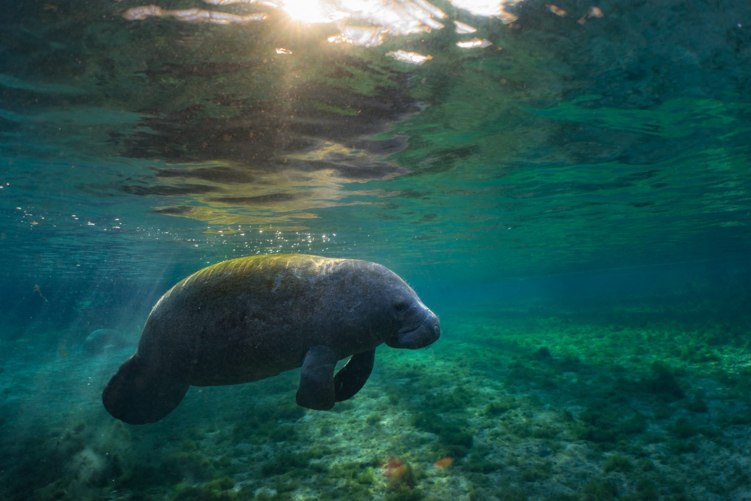Florida Manatee • Florida Wildlife Federation