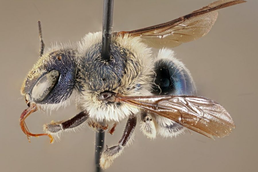 A Rare Bee • Florida Wildlife Federation