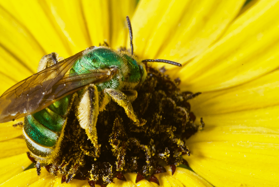 Florida's Wild Turkeys: The Osceola Subspecies