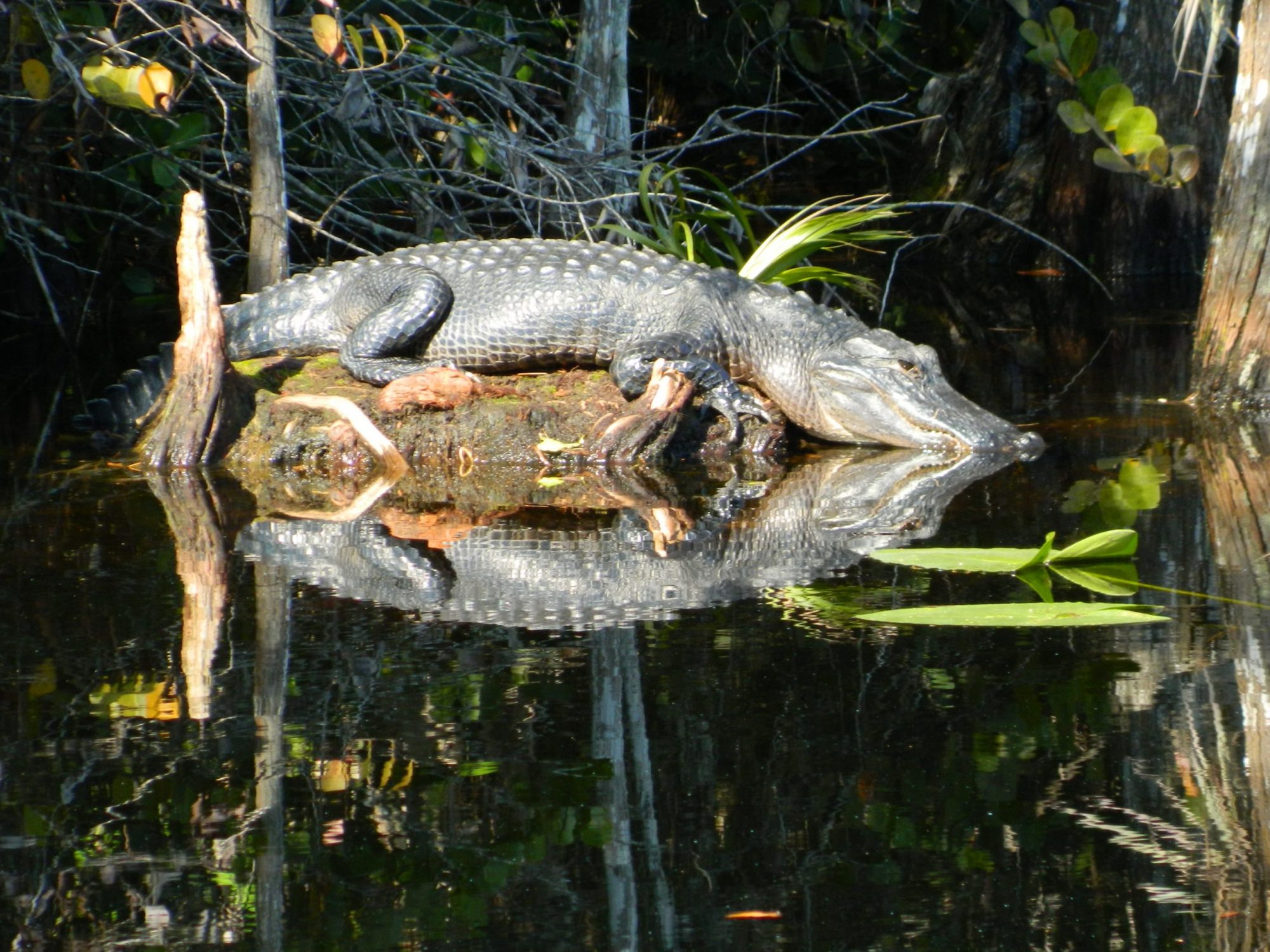 FWF Challenges Water Management District Sugar Leases • Florida ...