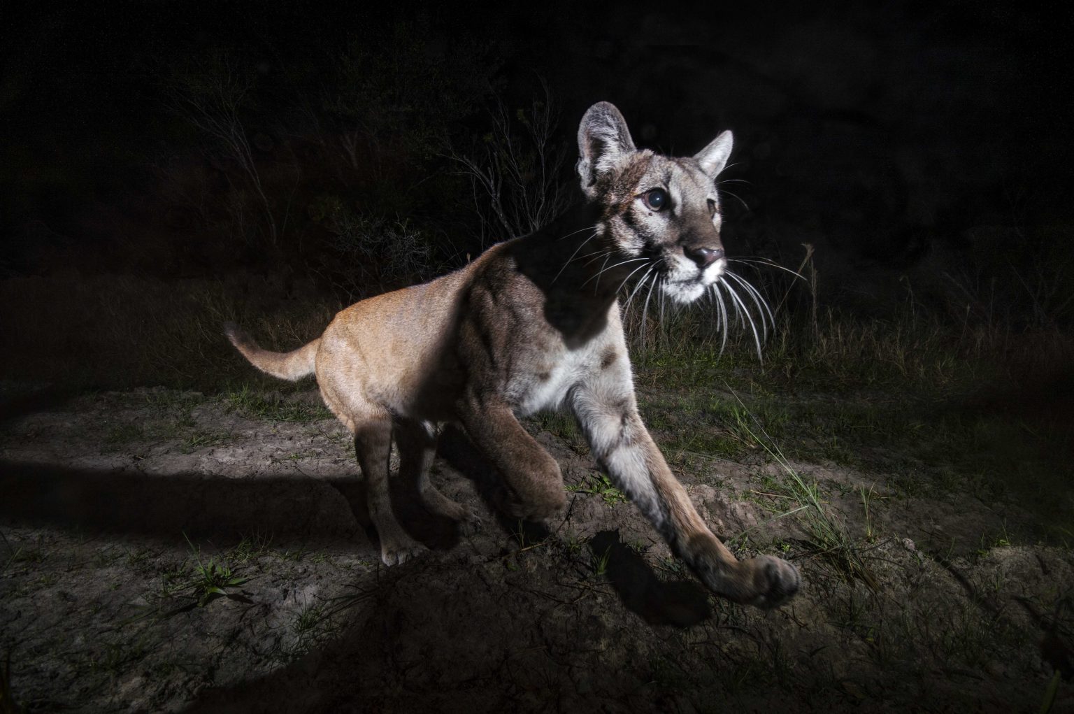 Florida Panther • Florida Wildlife Federation
