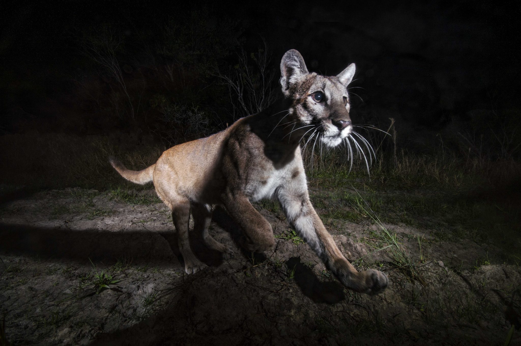 Florida Panther • Florida Wildlife Federation