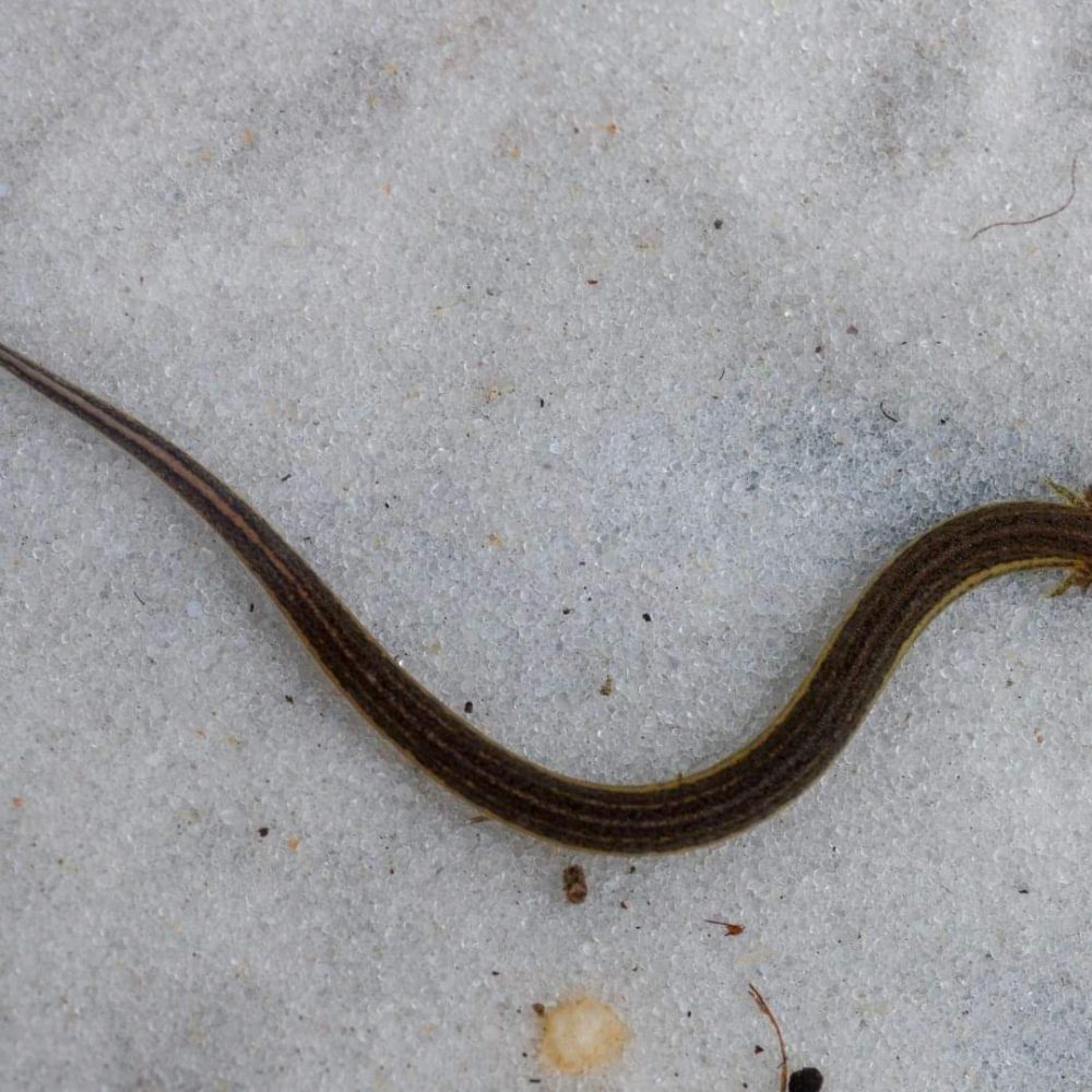 Creature Feature Archives • Florida Wildlife Federation