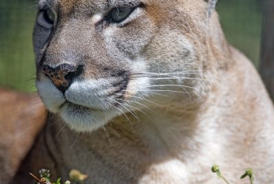 Everglades Dwarf Siren • Florida Wildlife Federation