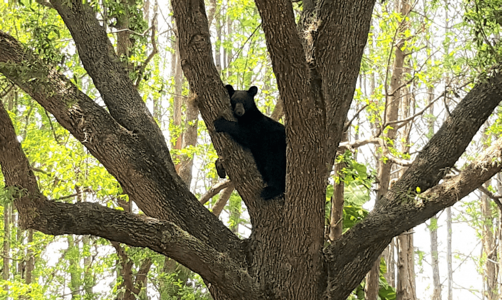 Florida Black Bear • Florida Wildlife Federation
