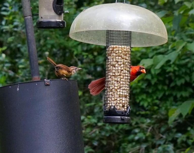 The Right Bill for the Right Food • Florida Wildlife Federation