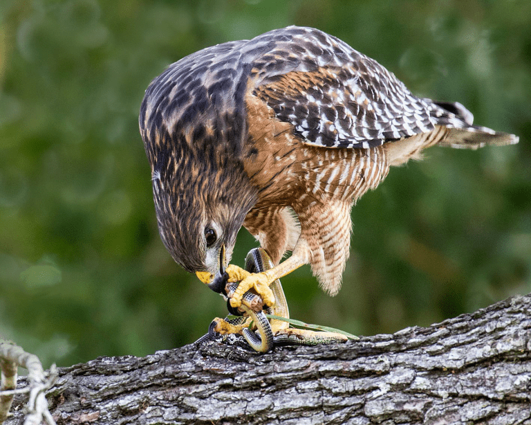 Red-Shouldered Hawk • Florida Wildlife Federation