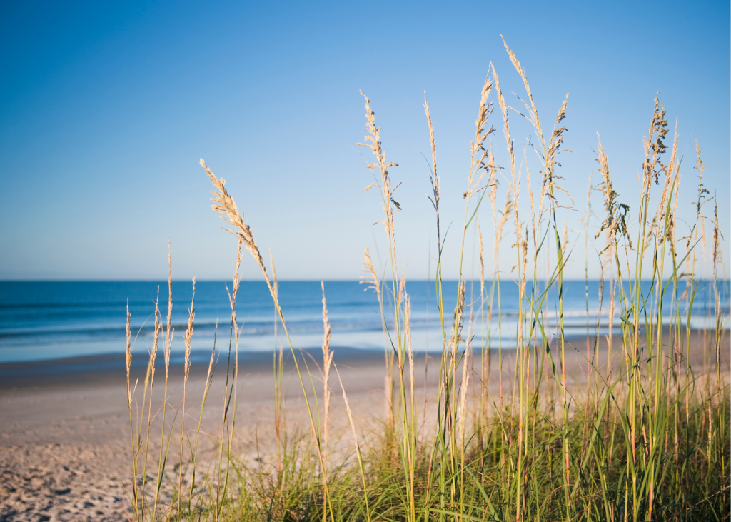 Florida Sea Oats • Florida Wildlife Federation
