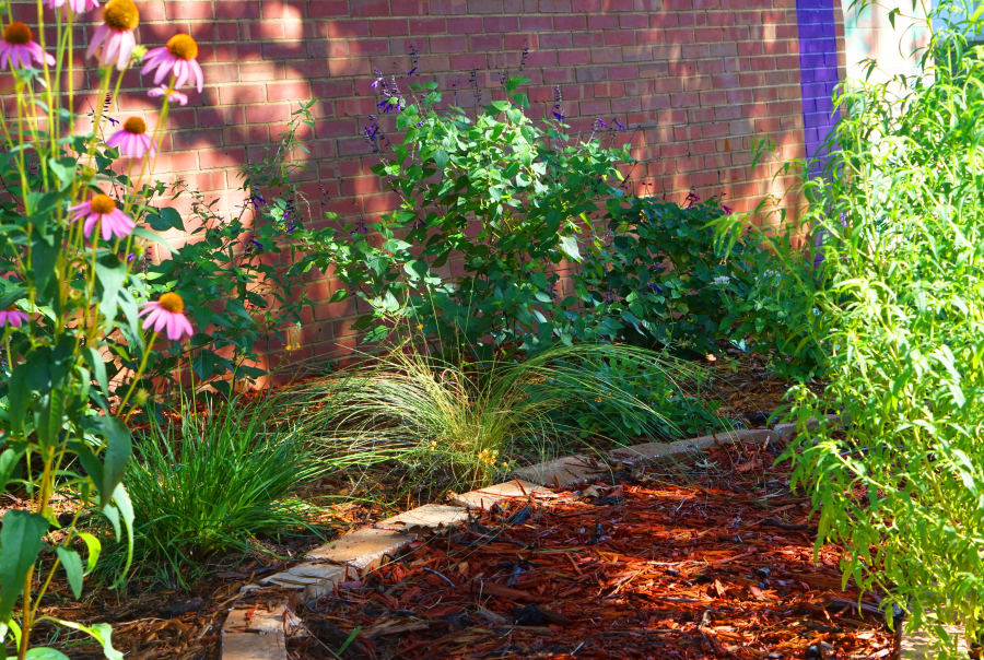 Butterfly Puddlers • Florida Wildlife Federation