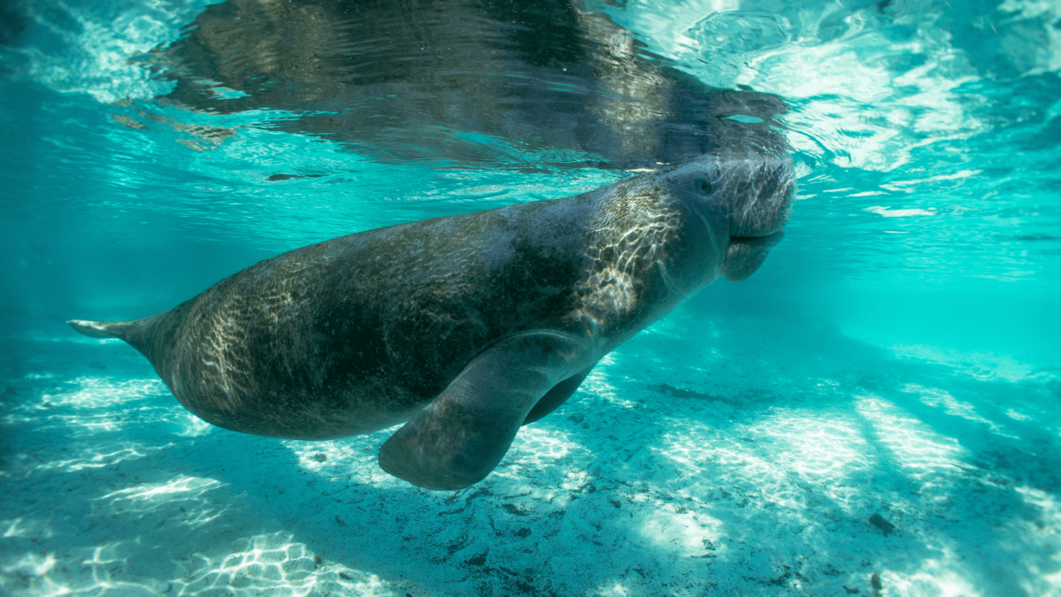 Florida Manatee • Florida Wildlife Federation