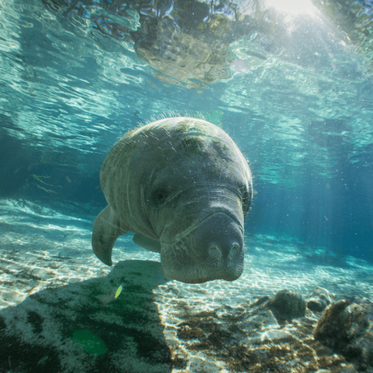 Florida Manatee • Florida Wildlife Federation