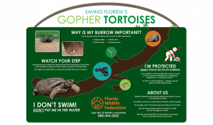 Shell-ebrating the Gopher Tortoise