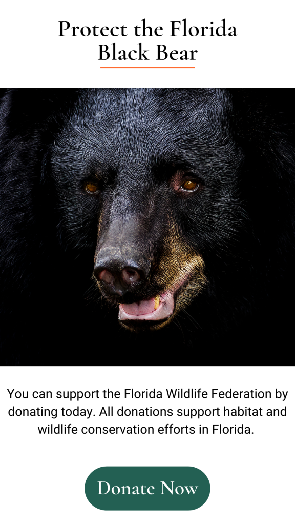 Florida Black Bear • Florida Wildlife Federation