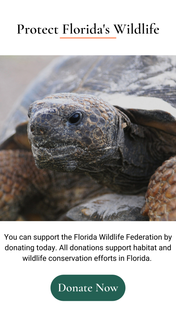 Wildlife Conservation • Florida Wildlife Federation