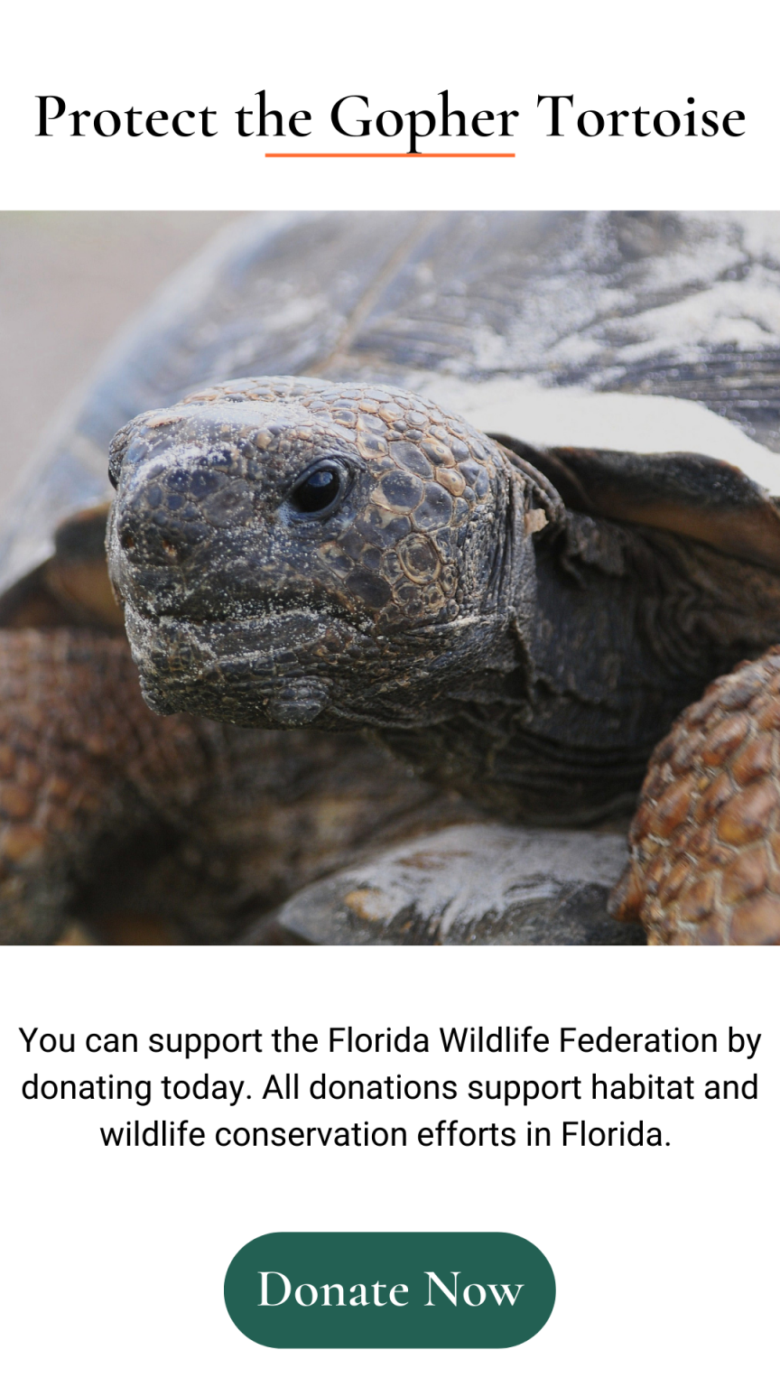 Gopher Tortoise • Florida Wildlife Federation