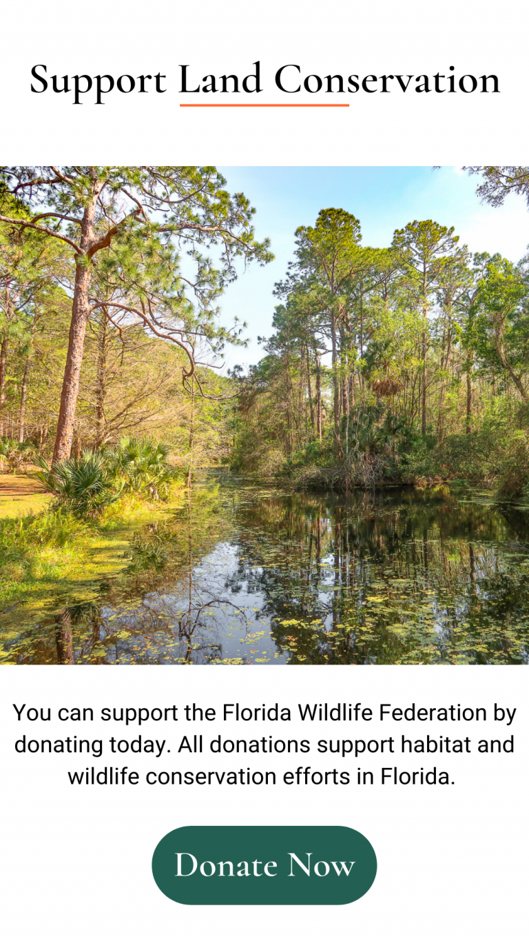 Land Conservation • Florida Wildlife Federation