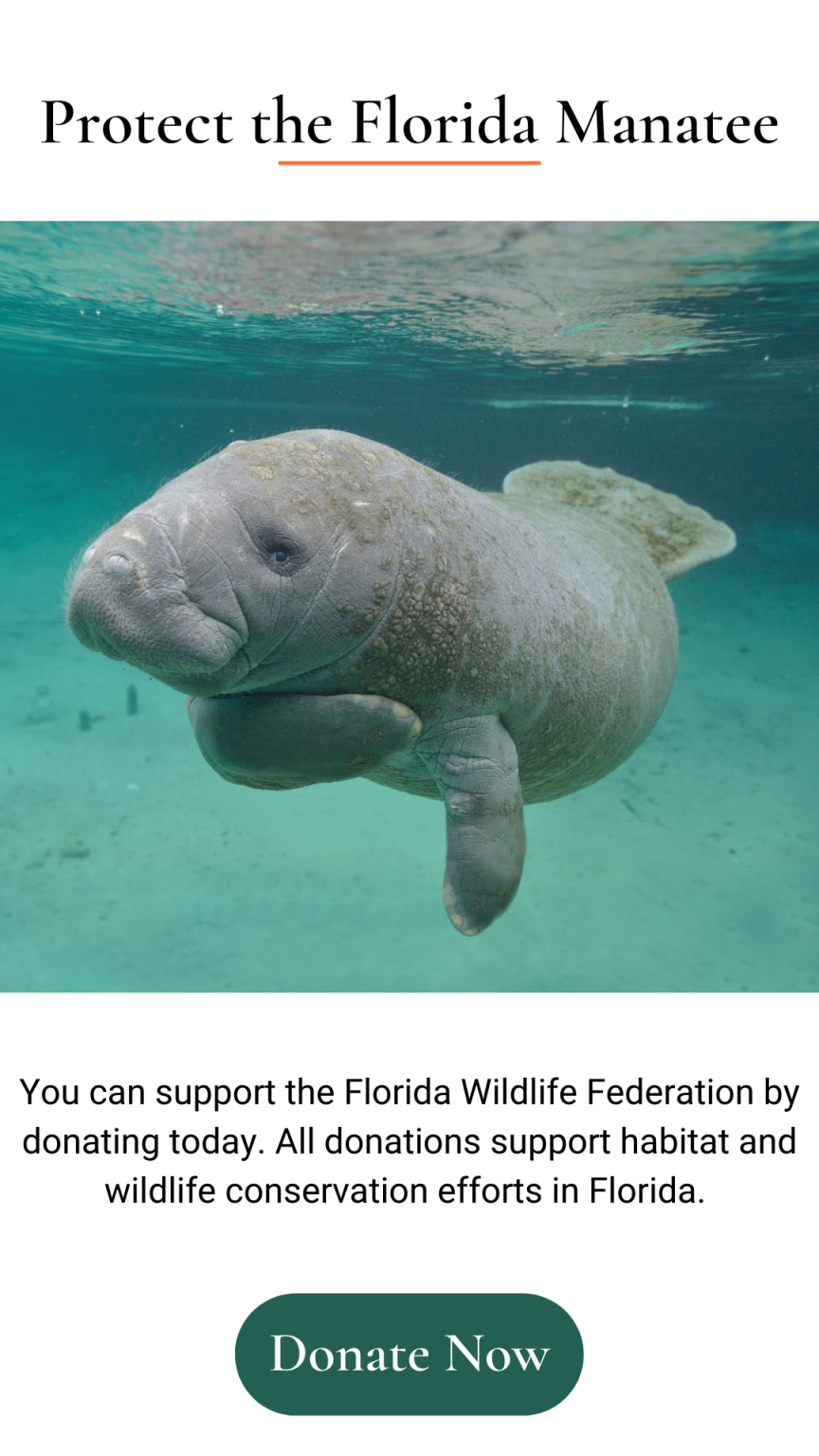 Florida Manatee • Florida Wildlife Federation