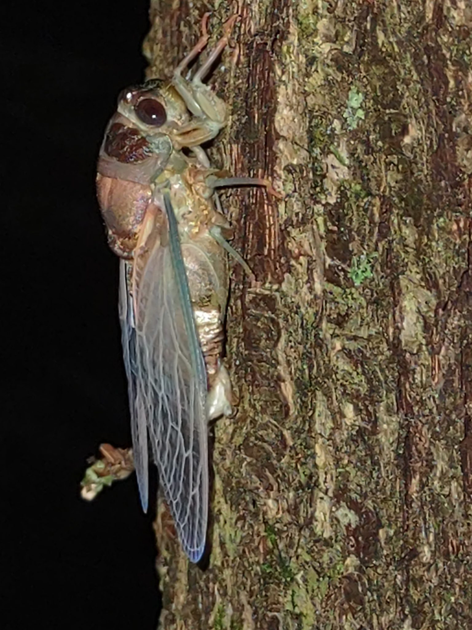 Cicada Essay by Sabine Lyons • Florida Wildlife Federation