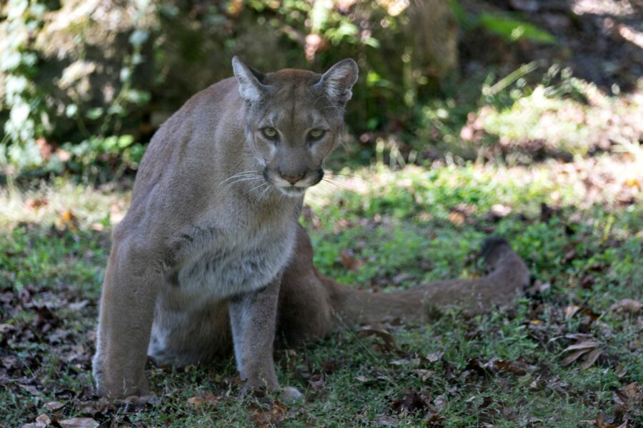 Protecting Florida's Panthers • Florida Wildlife Federation