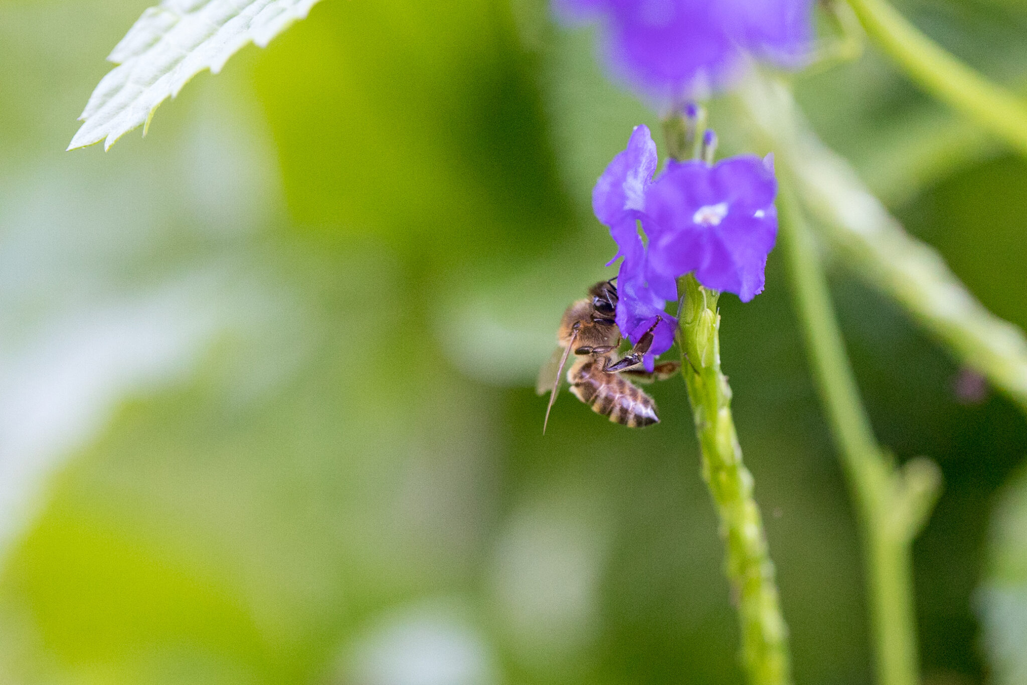 The Effects of Pesticides on Pollinators • Florida Wildlife Federation