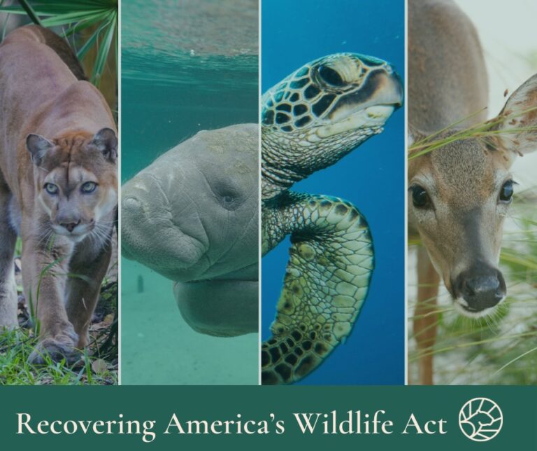 Press Releases • Florida Wildlife Federation