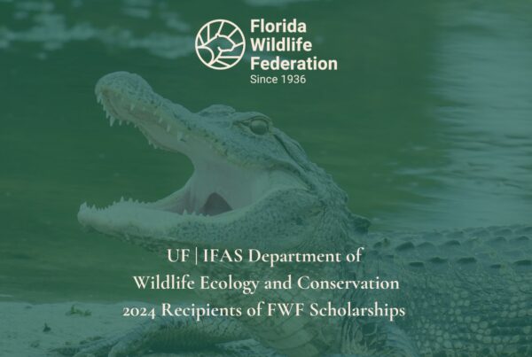 Protecting Florida's Panthers • Florida Wildlife Federation