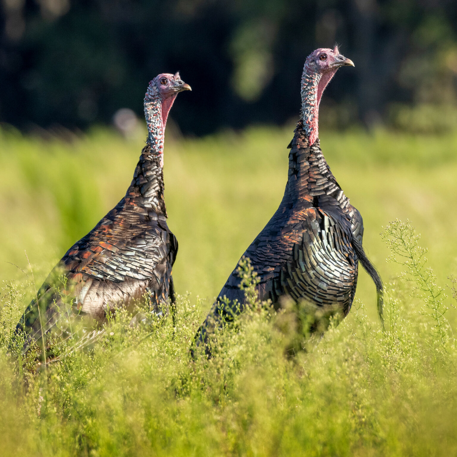 Florida's Wild Turkeys: The Osceola Subspecies