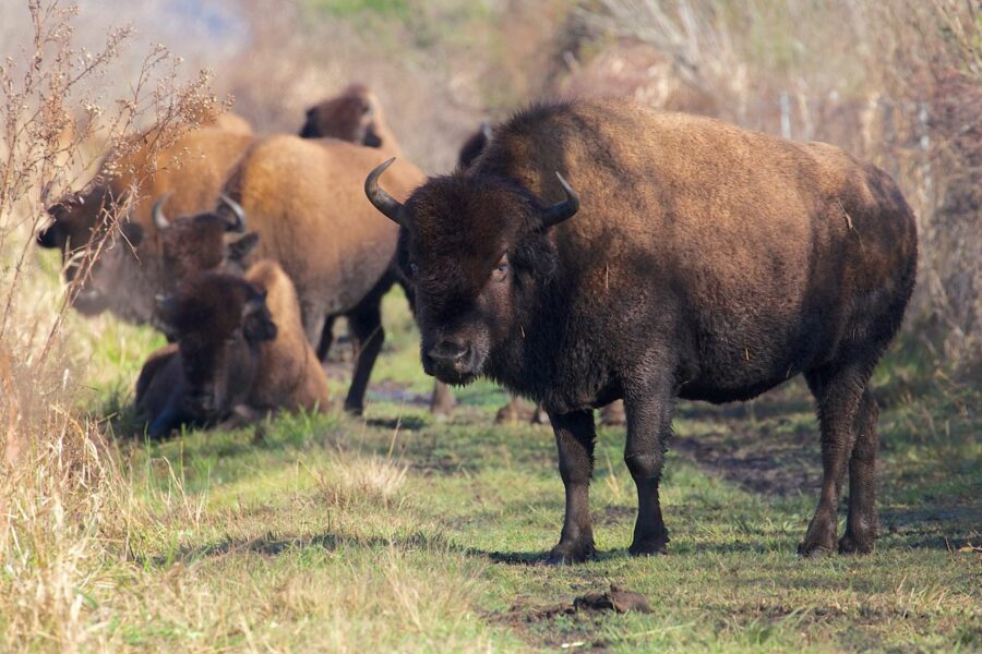 Land Conservation • Florida Wildlife Federation