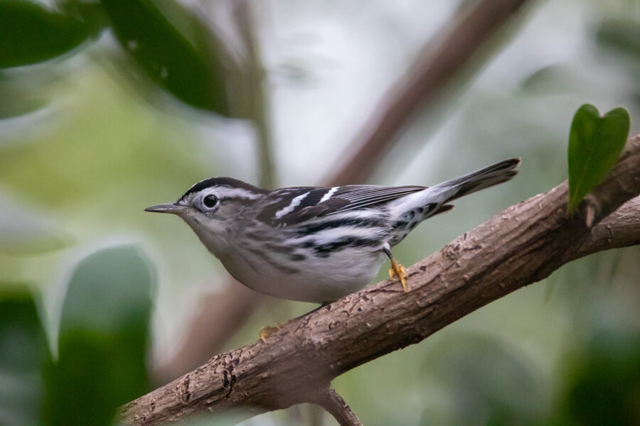 Florida's Migrating Warblers