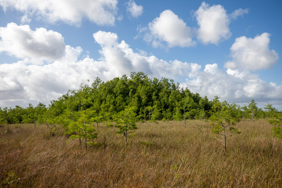 Fall Colors in Florida's Landscape