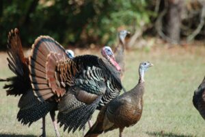 Florida's Wild Turkeys: The Osceola Subspecies