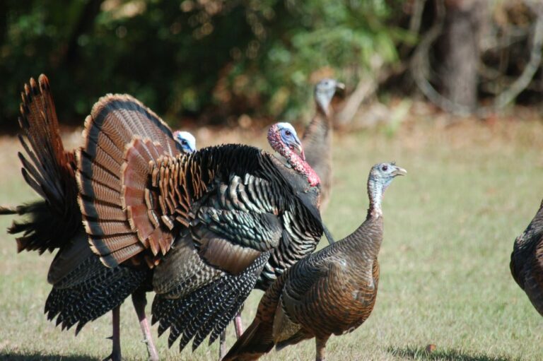 Florida's Wild Turkeys: The Osceola Subspecies