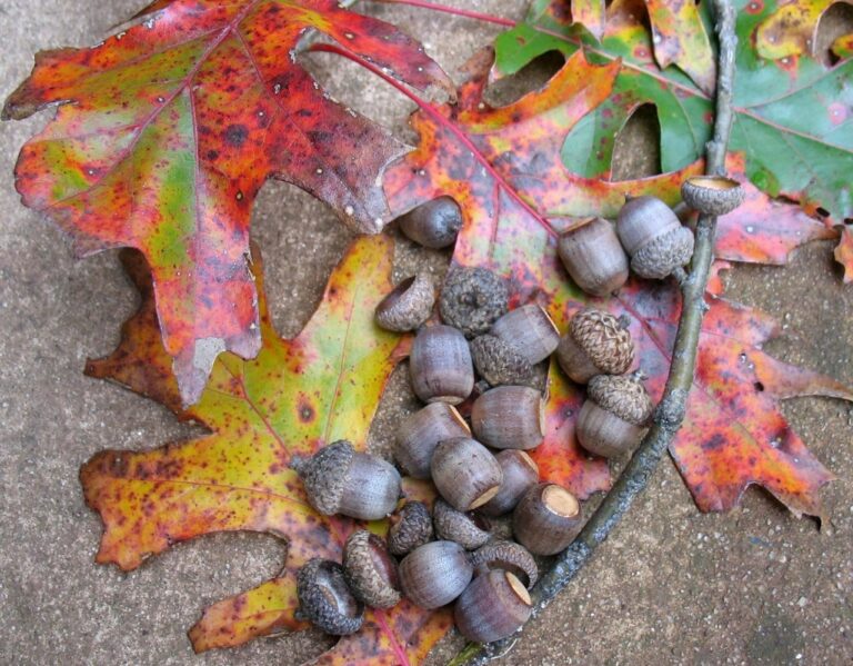 Fall Colors in Florida's Landscape