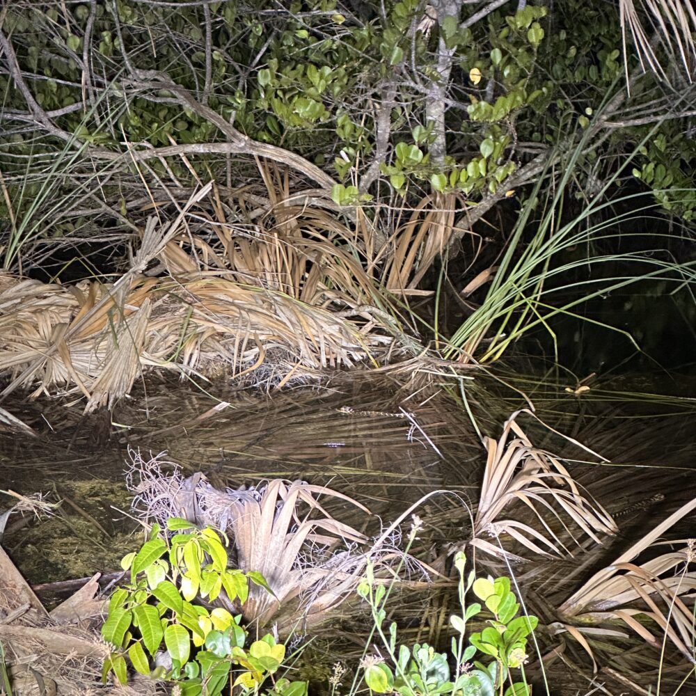 A Search for Invasive Pythons