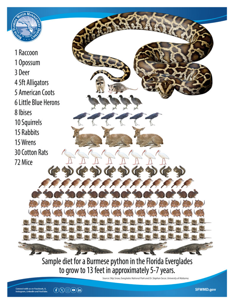 A Search for Invasive Pythons