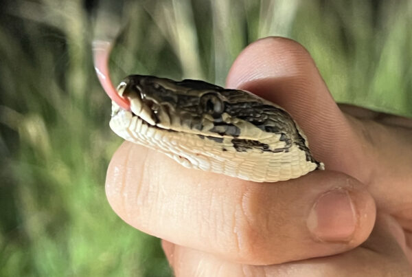 A Search for Invasive Pythons