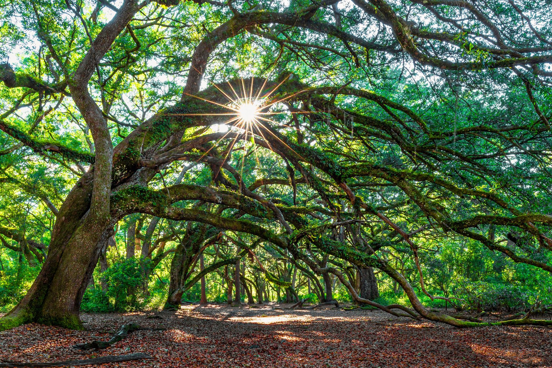 Celebrate Florida Arbor Day with Native Trees