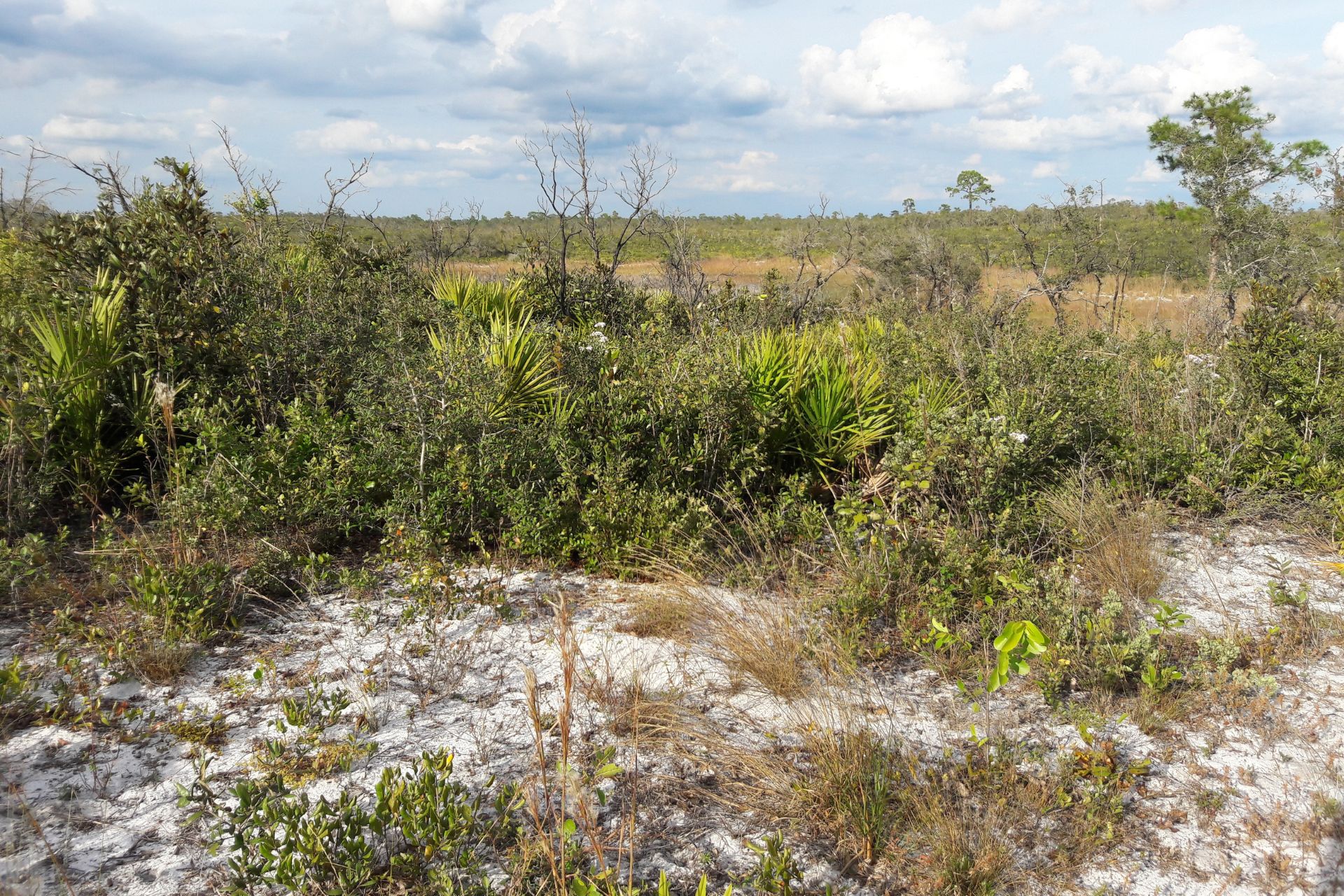 Meet Florida’s Only Endemic Bird