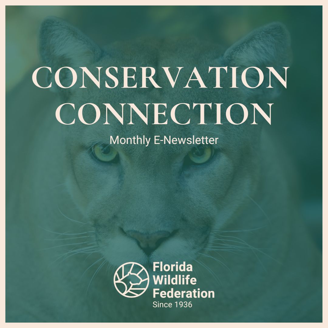 Monthly E-Newsletter • Florida Wildlife Federation