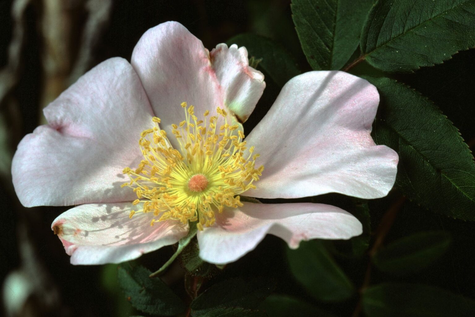 Celebrate Florida Arbor Day with Native Trees