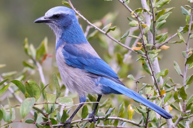 Conservation Groups Take Legal Action to Protect the Florida Scrub-Jay