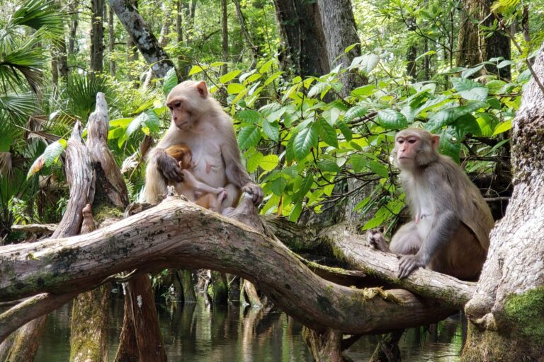 Florida's Problematic Invasive Wildlife