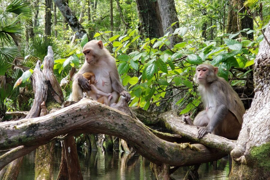 Florida's Problematic Invasive Wildlife