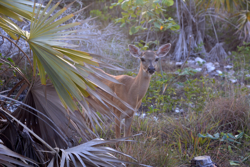 Florida’s Key Deer: A Tiny Treasure Worth Protecting