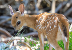 Florida’s Key Deer: A Tiny Treasure Worth Protecting