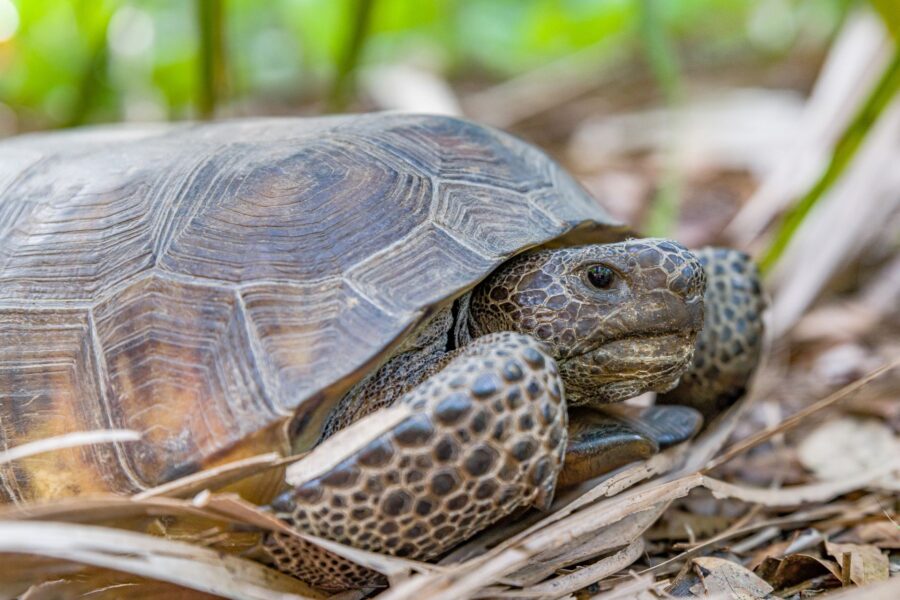 Shell-ebrating the Gopher Tortoise