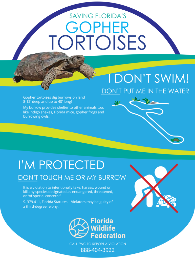Shell-ebrating the Gopher Tortoise