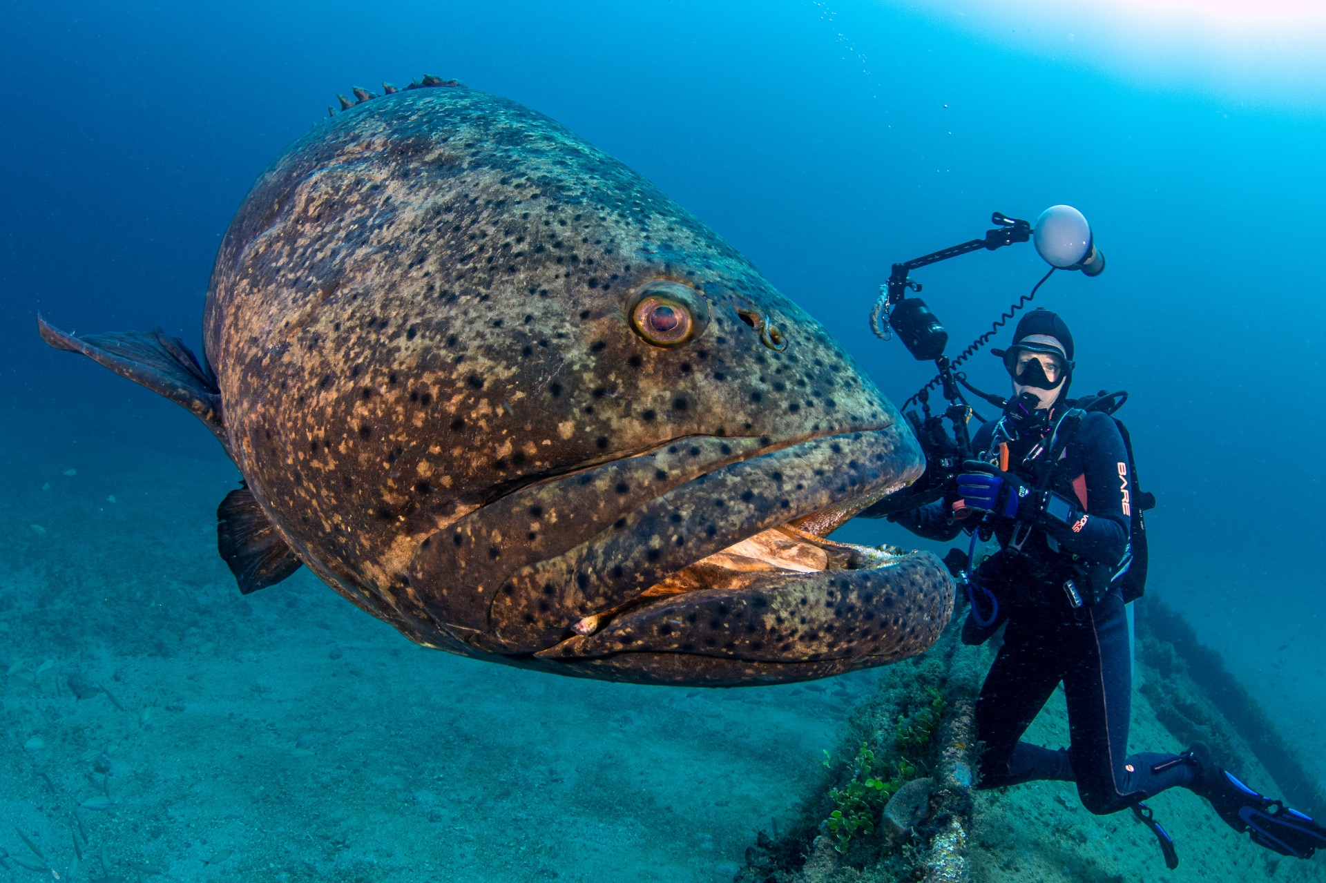 Goliath Grouper: Florida’s Giant of the Reef