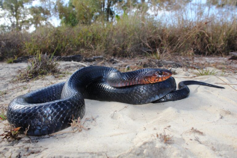 Meet the Longest Native Snake in the U.S.